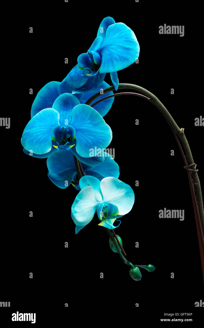 Blue orchid hi-res stock photography and images - Alamy