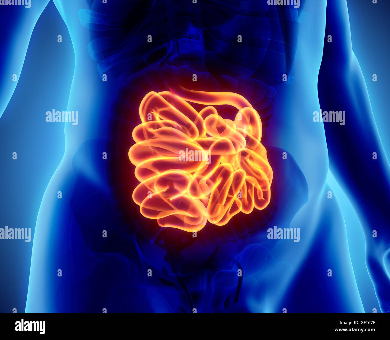 3D illustration of Small Intestine, Part of Digestive System Stock ...