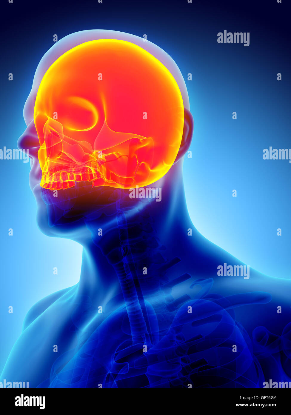 Human cranium 3d hi-res stock photography and images - Alamy