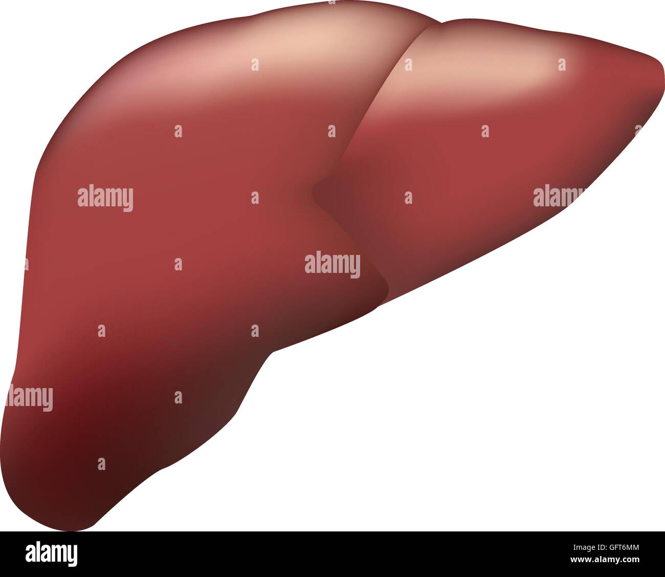 Normal Liver High Resolution Stock Photography and Images - Alamy