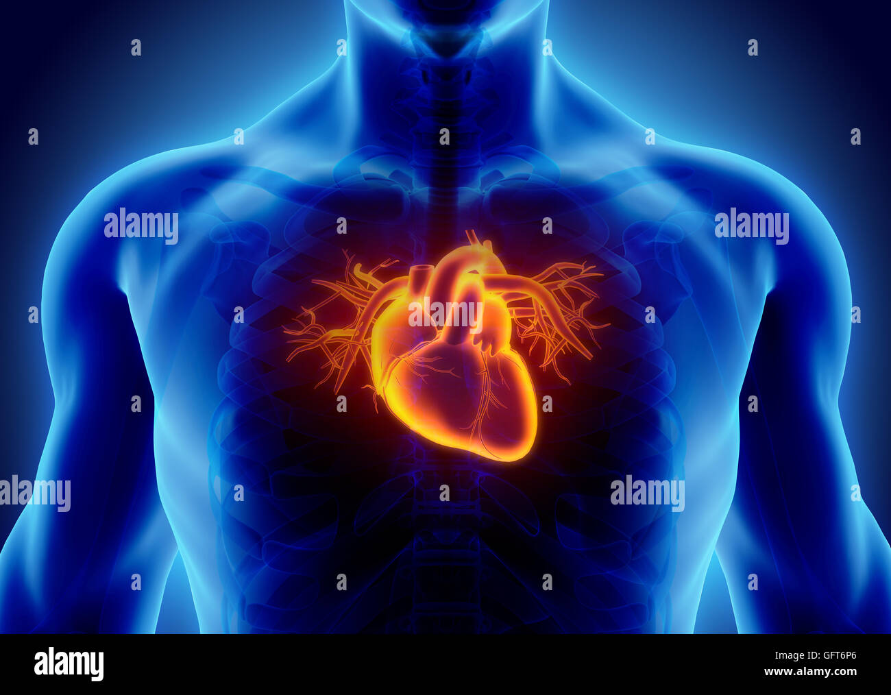 3D illustration of Heart - Part of Human Organic Stock Photo - Alamy