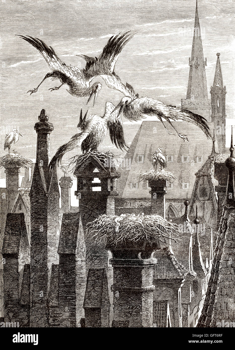 Stork nests in the city of Strasbourg, Alsace, France, 19th century ...