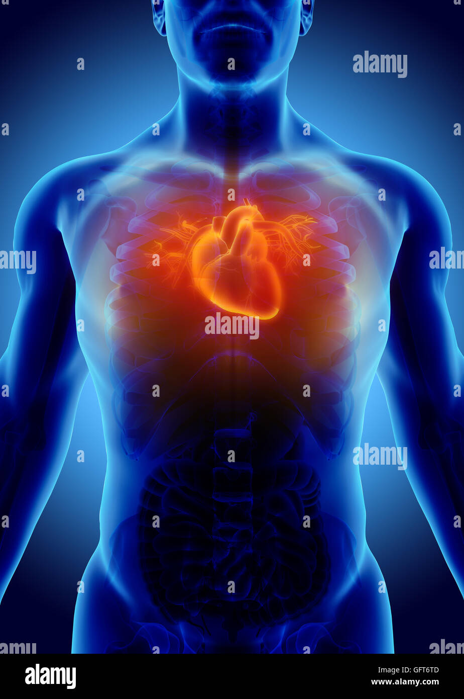 Human internal organic human heart hi-res stock photography and images ...