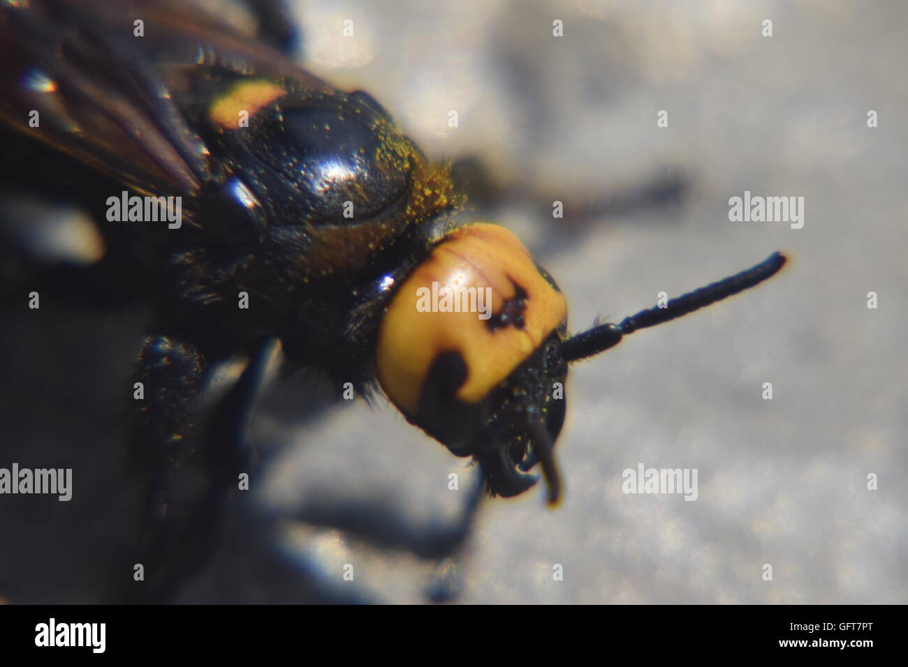 Megascolia maculata. The mammoth wasp. Wasp Scola giant close-up Stock ...