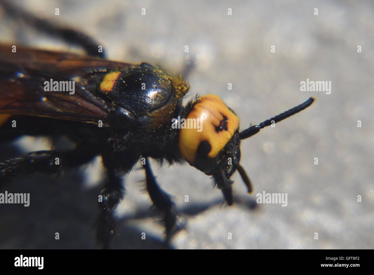 Megascolia maculata. The mammoth wasp. Wasp Scola giant close-up Stock ...
