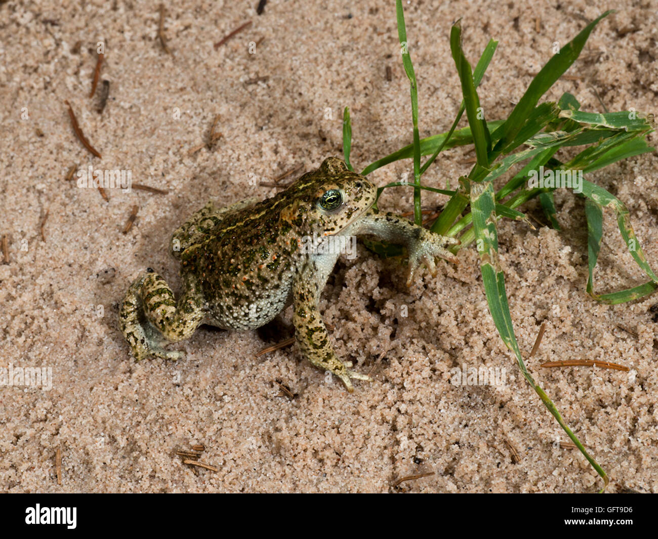 Natterjack toad.(bufo calamita Stock Photo - Alamy