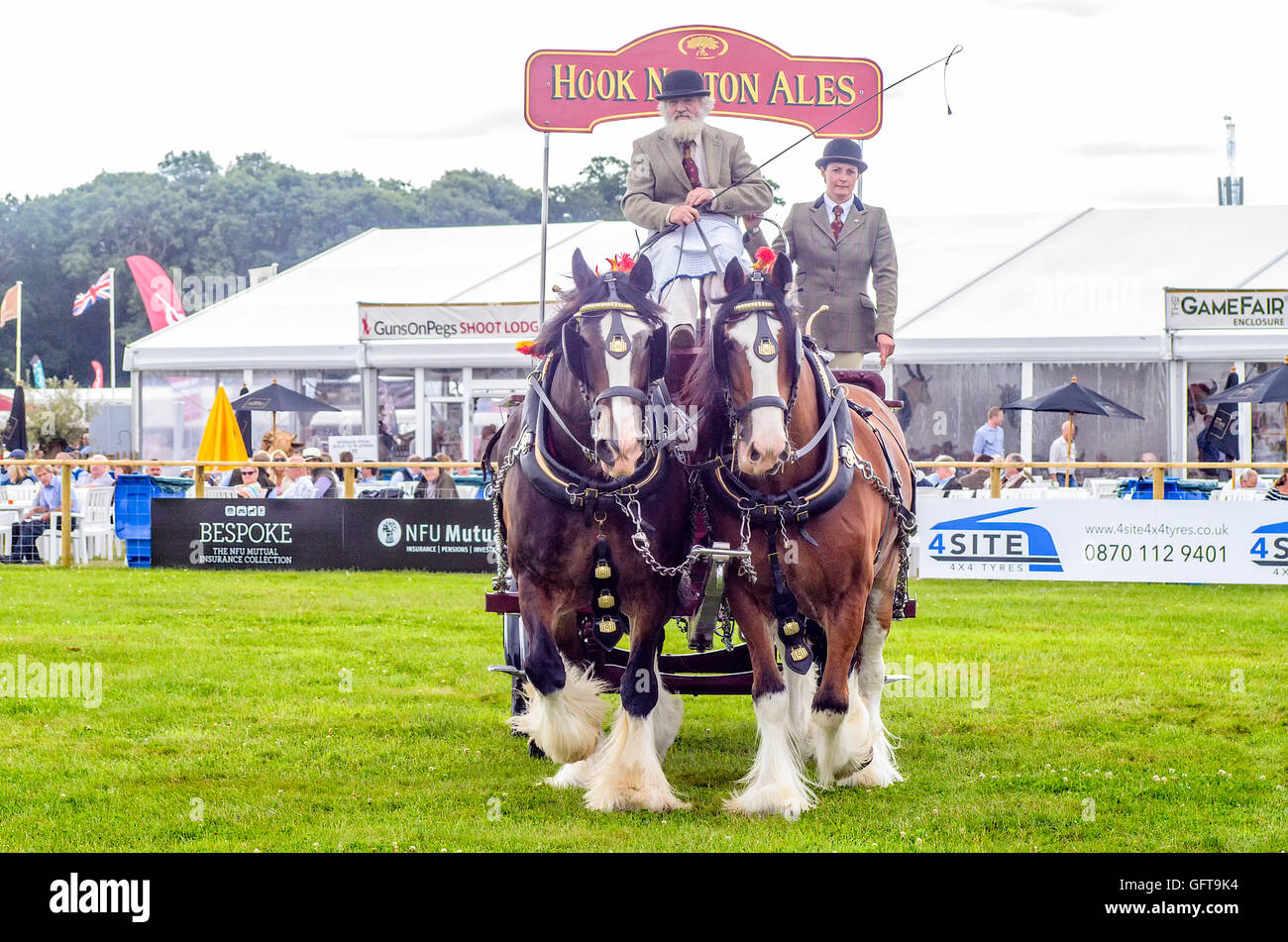 Drey horse hi-res stock photography and images - Alamy