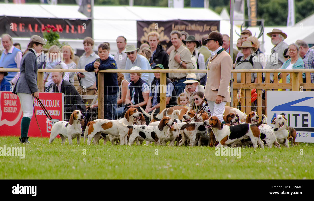 Pack of Basset Hounds in an arena with their huntsman and helper Stock ...