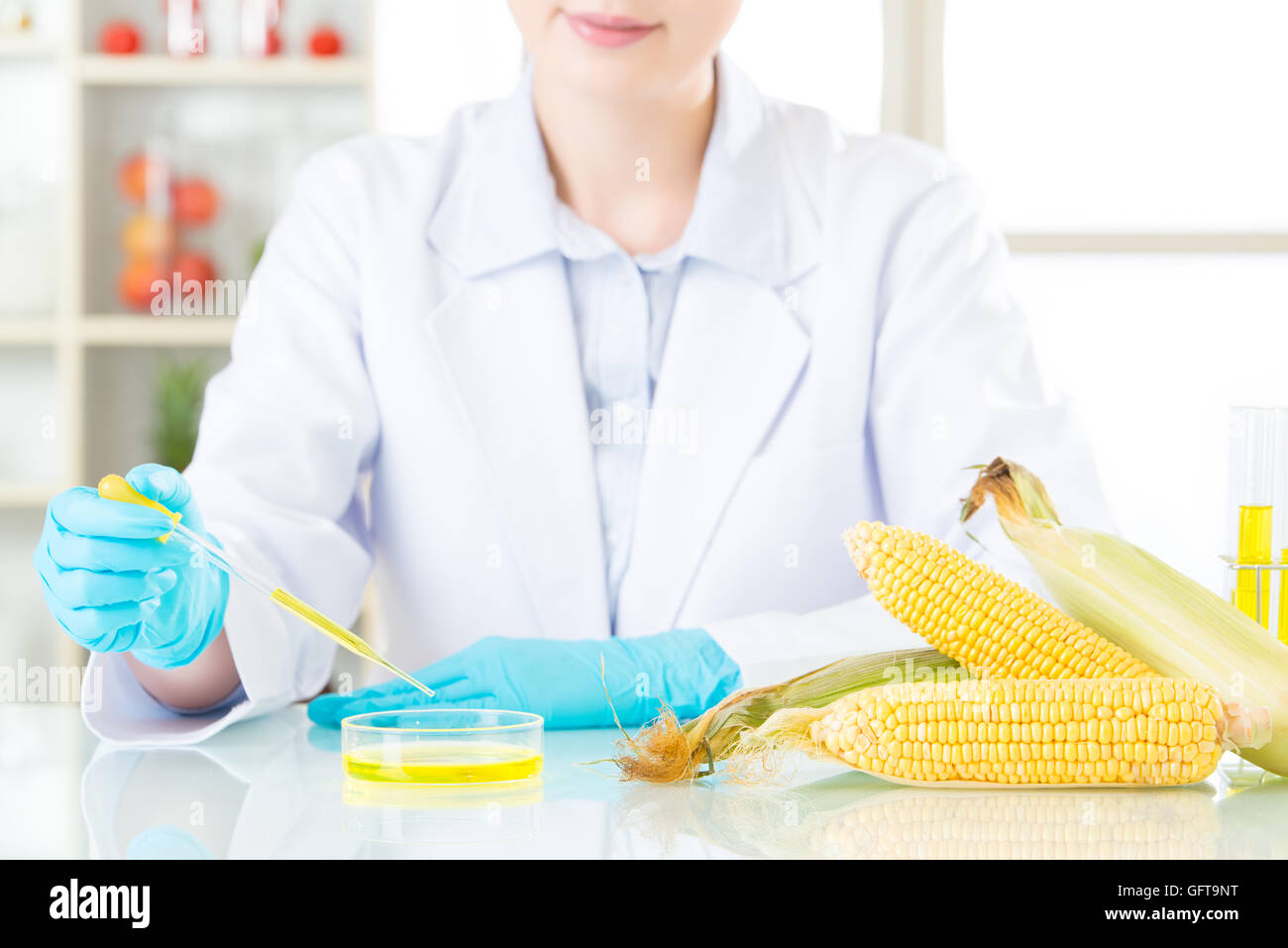 Asian female scientist looking corn for genetic modification research ...