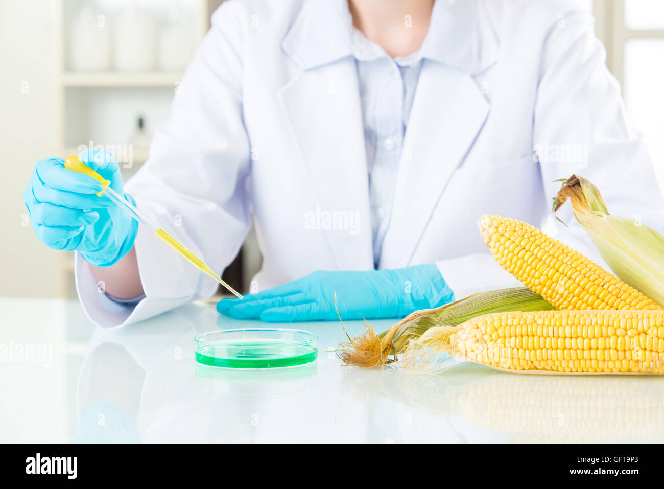 Asian female scientist doing corn genetic modification research in ...