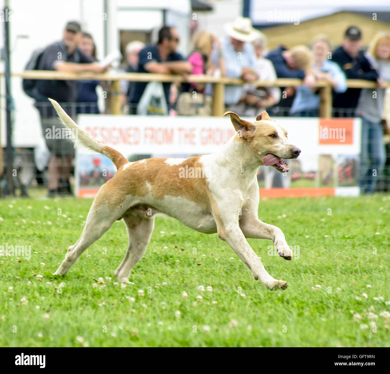 Foxhound pack hi-res stock photography and images - Alamy