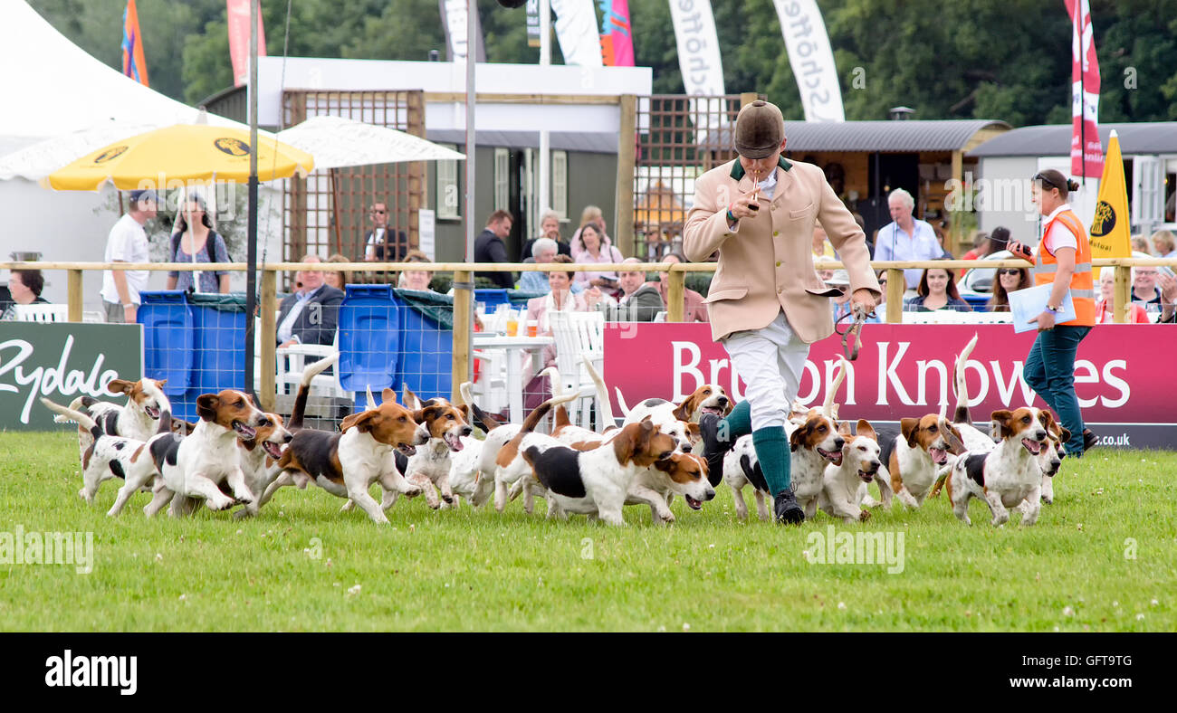 Pack of Basset Hounds led around an arean by their huntsman Stock Photo ...