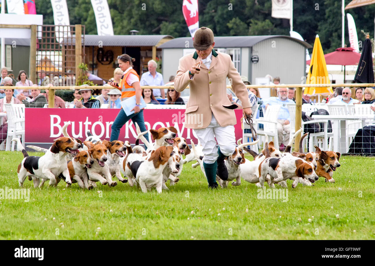 Pack of Basset Hounds led around an arean by their huntsman Stock Photo ...