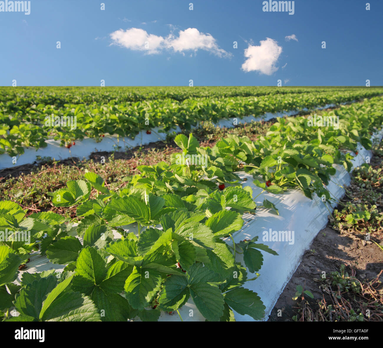 Strawberry field close-up against the blue sky. Agriculture landscape ...