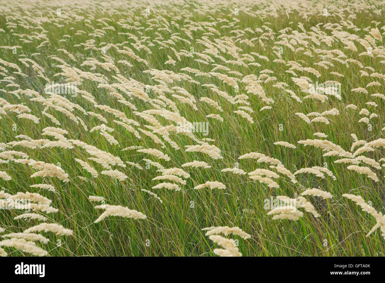 Steppe zone, spikelets grass steppe close-up Stock Photo - Alamy