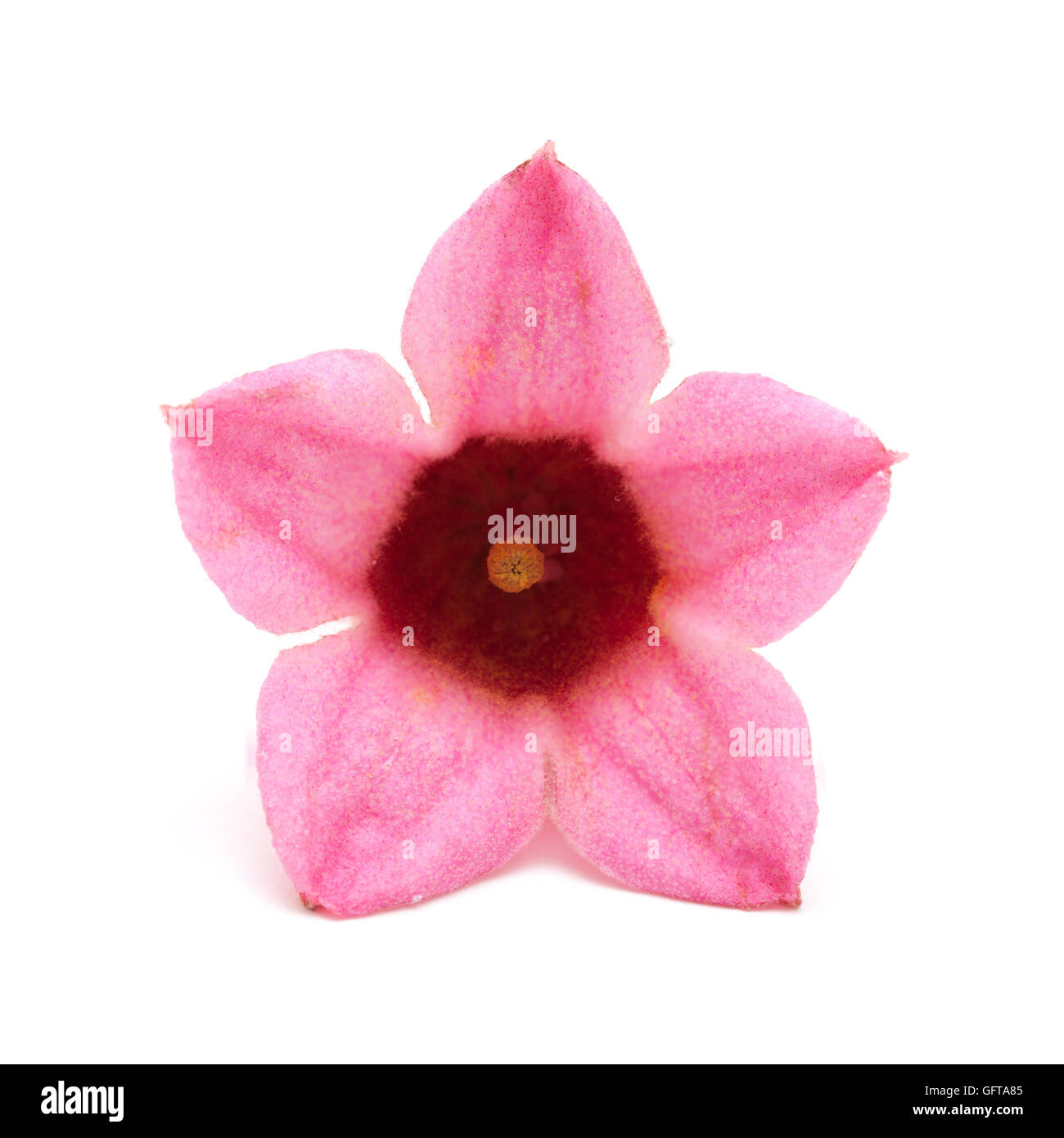 pink flowers of Brachychiton bidwillii, dwarf kurrajong, isolated on ...