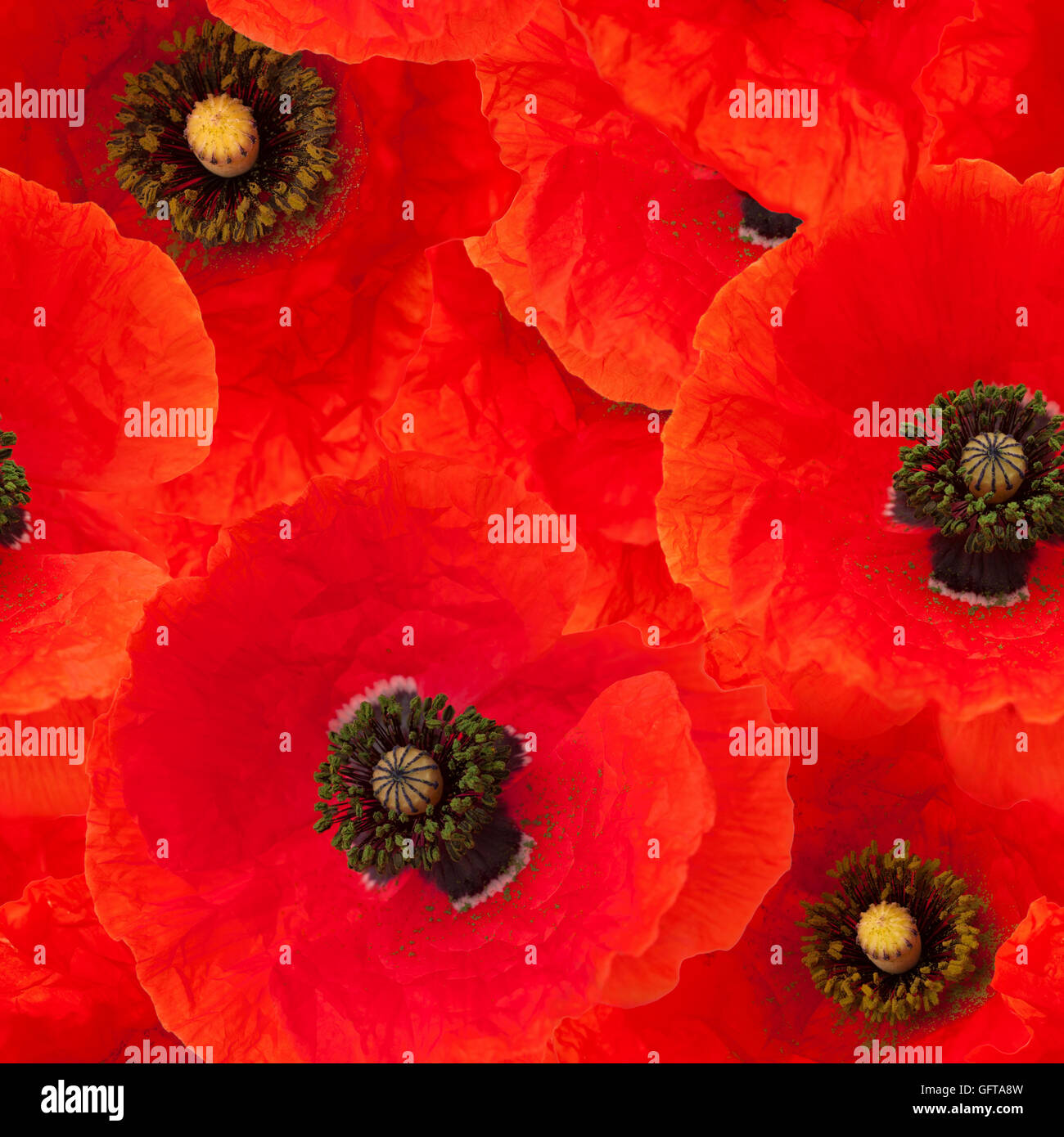 seamless repeatable photo border of red poppies on white Stock Photo ...