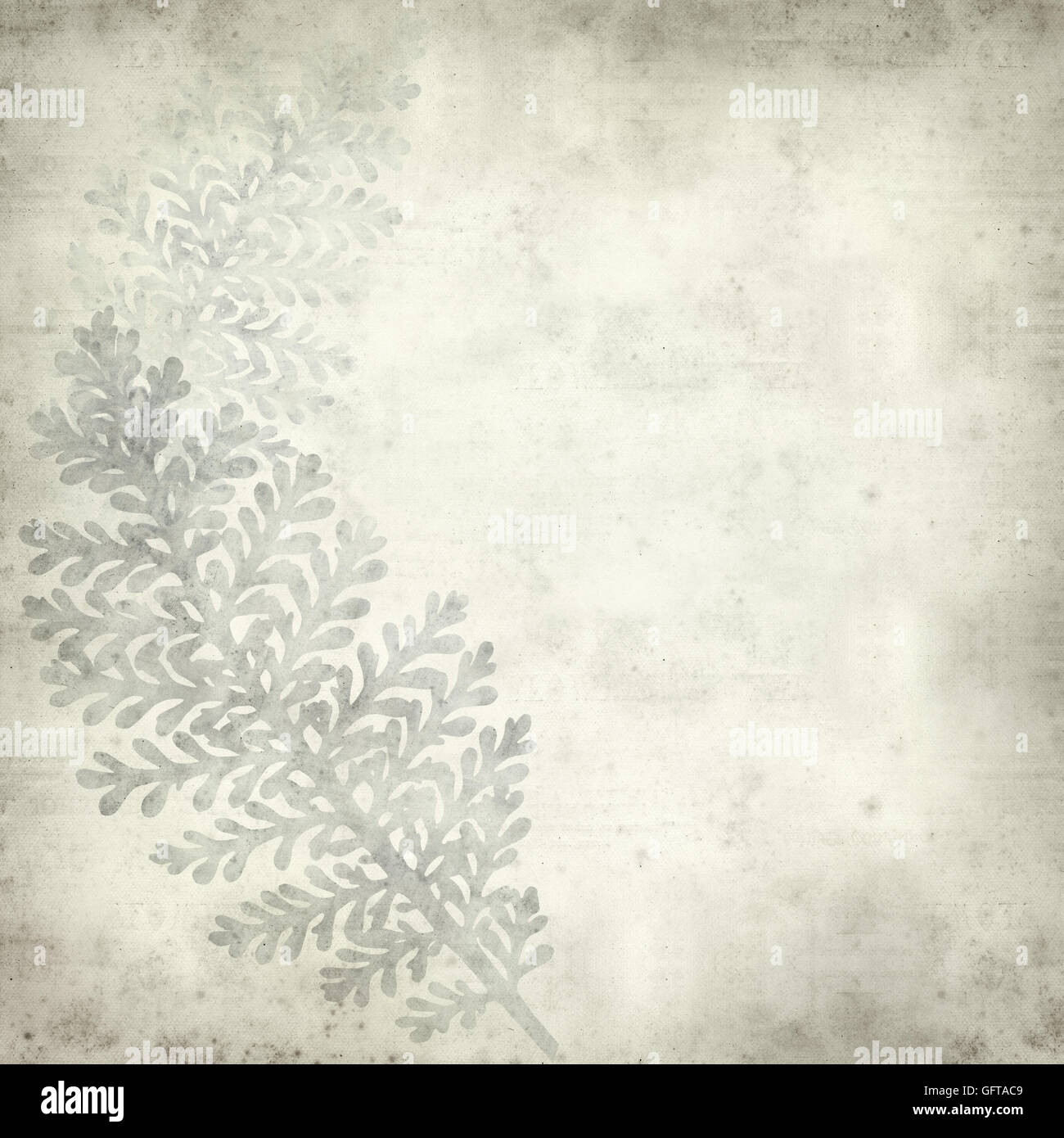textured old paper background with leaves of silver lace plant Stock ...