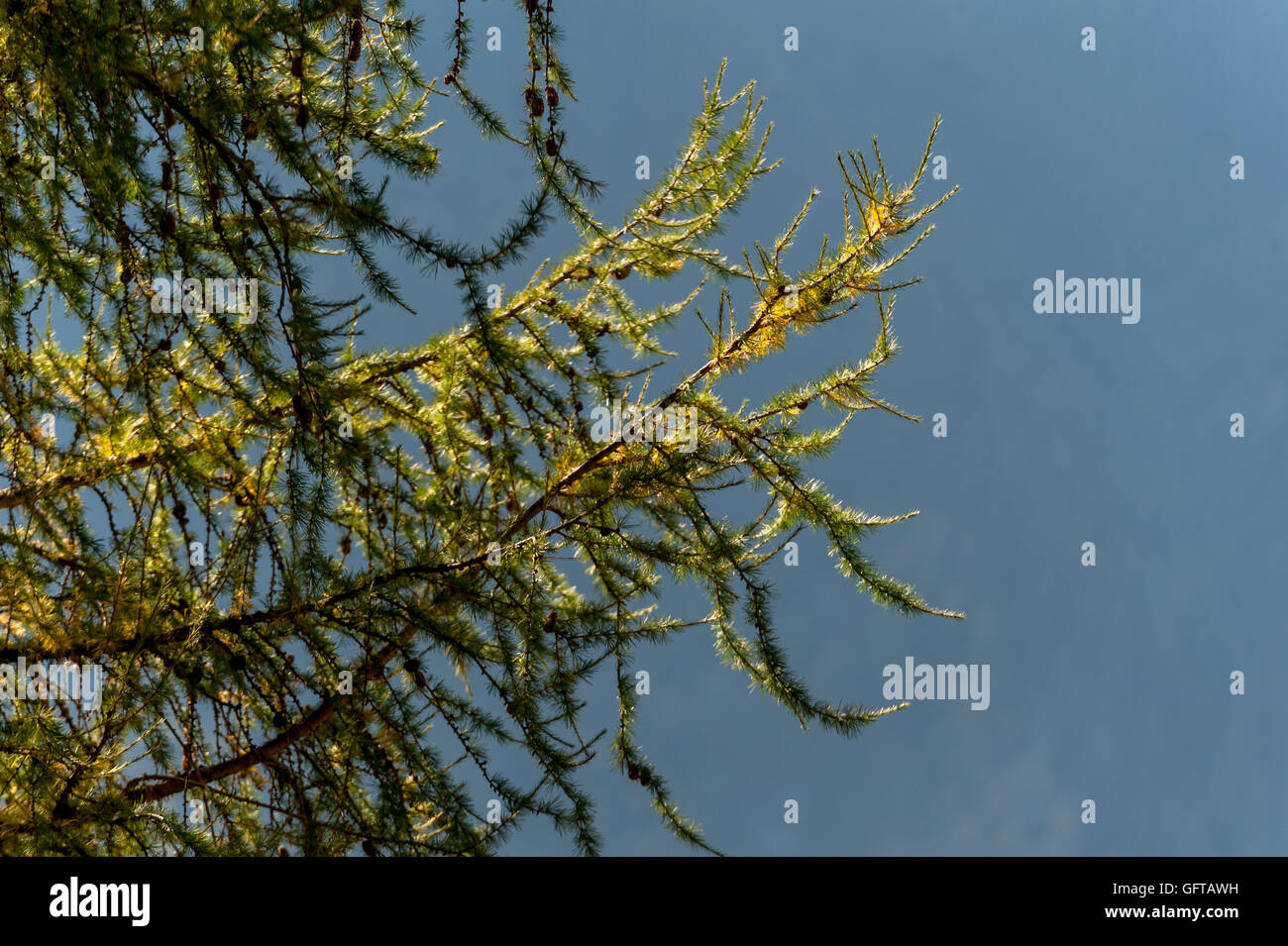 Pine trees on the edge of the Val D'Anniviers in the Valais Canton of ...