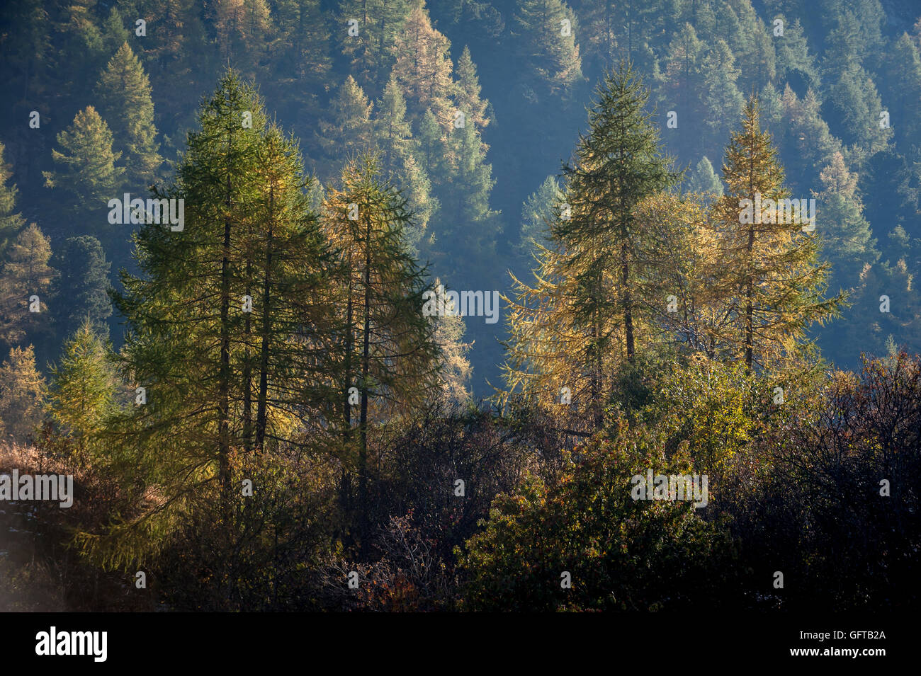 Pine trees on the edge of the Val D'Anniviers in the Valais Canton of ...