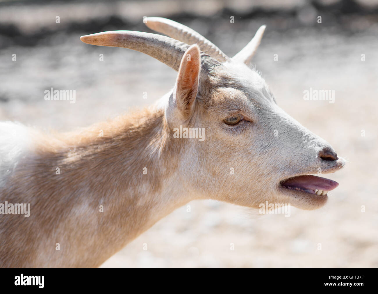 Close-up view of bleating goat Stock Photo - Alamy