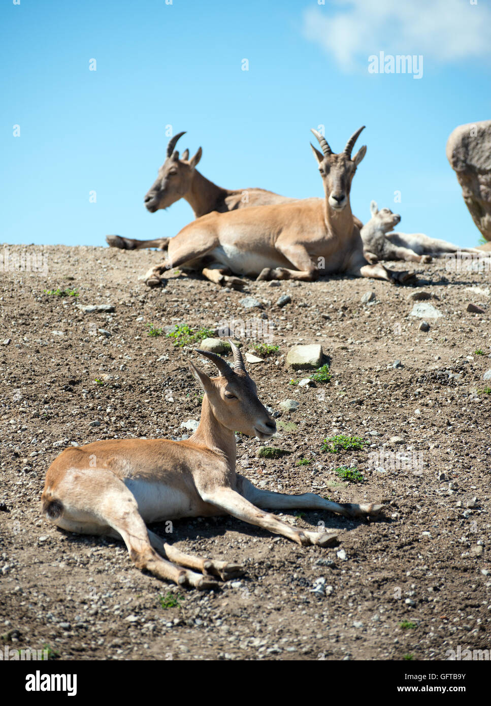 Urial sheep hi-res stock photography and images - Alamy