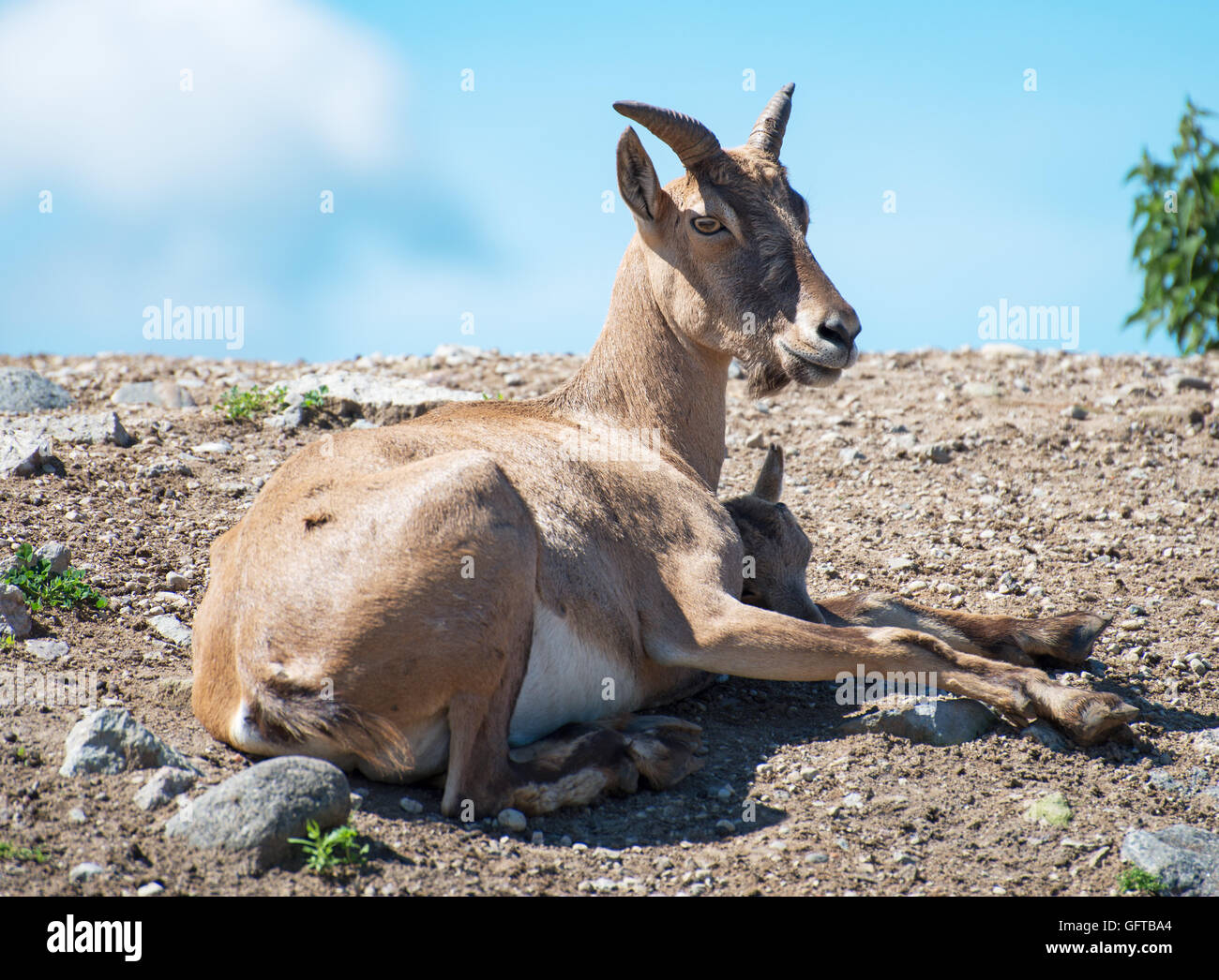 Urial sheep hi-res stock photography and images - Alamy