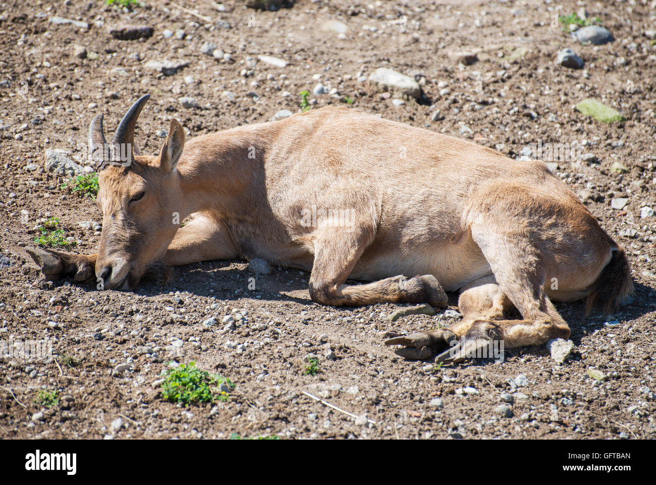 Urial sheep hi-res stock photography and images - Alamy