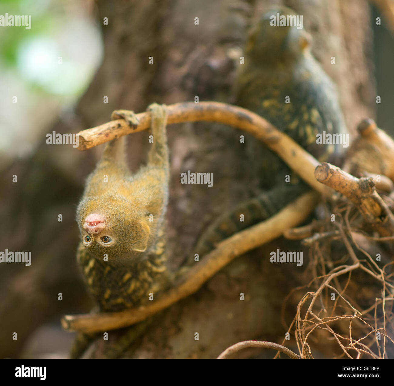 Pygmy marmoset fooling around the tree Stock Photo - Alamy