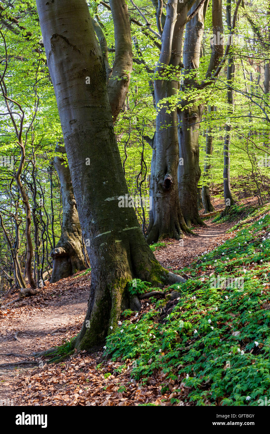 Old beeches hi-res stock photography and images - Alamy