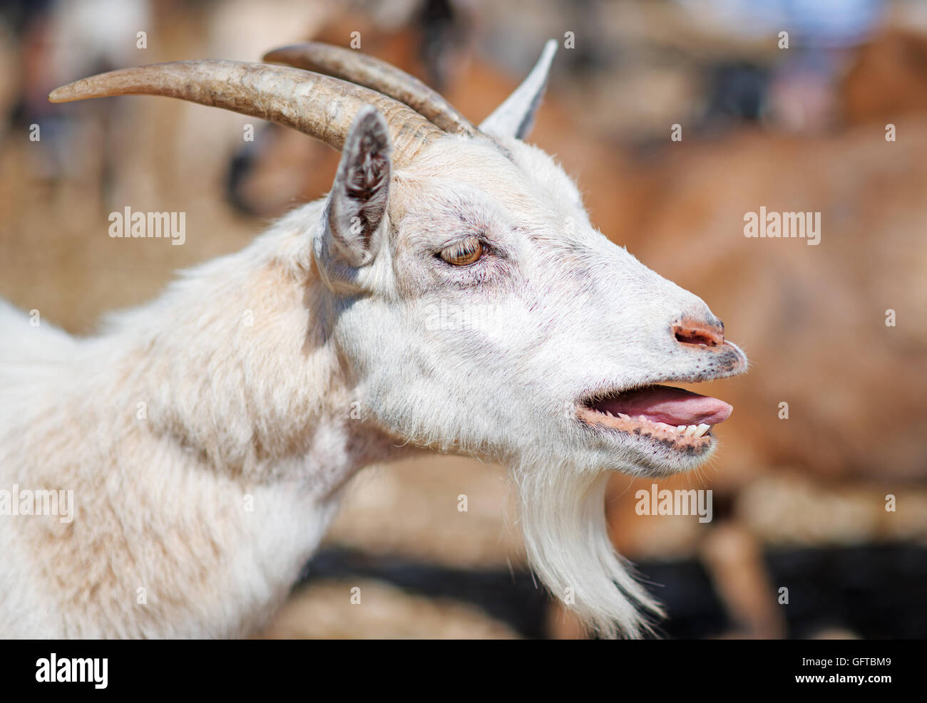 Close-up view of bleating goat Stock Photo - Alamy
