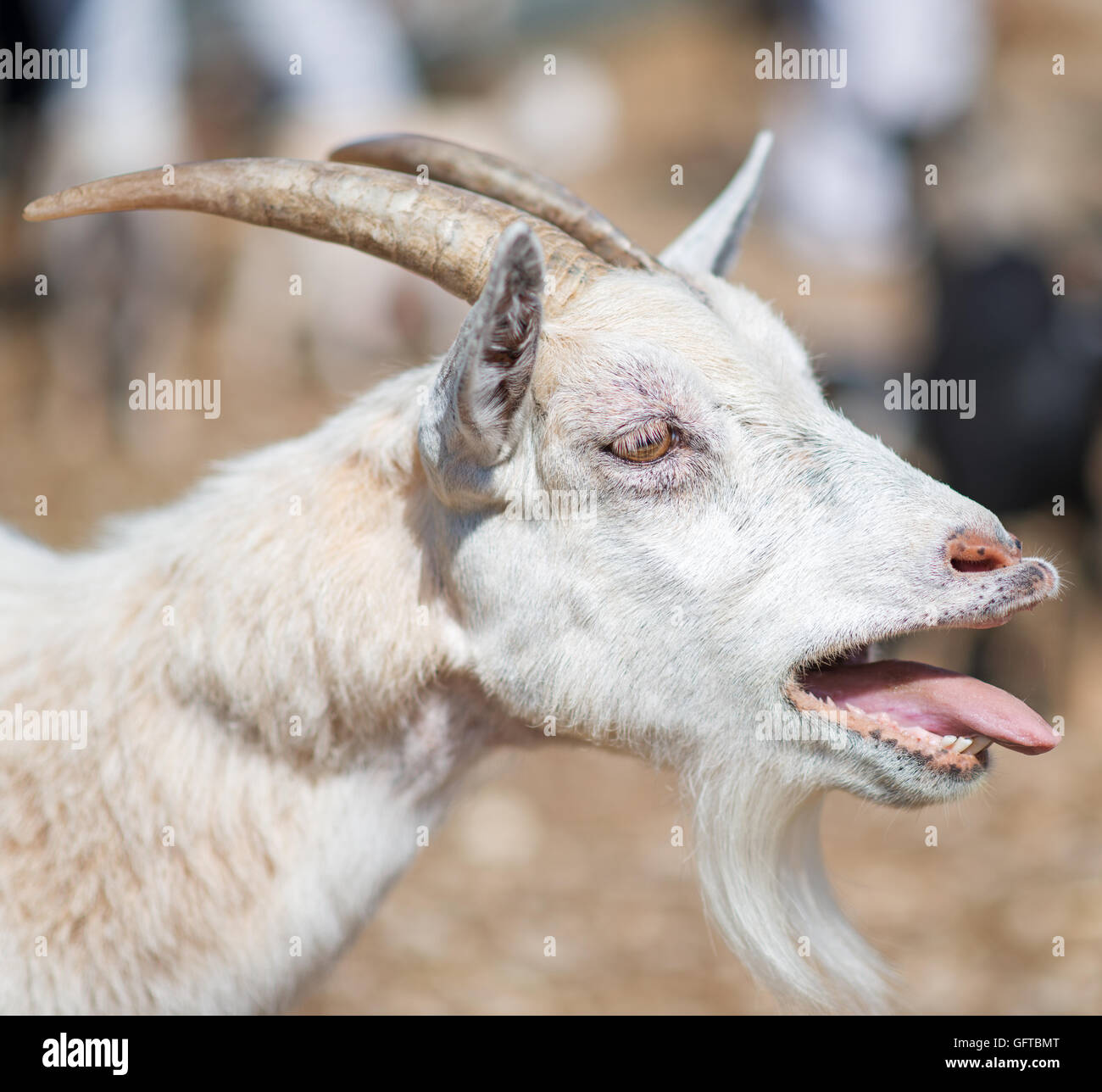 Bleating goat hi-res stock photography and images - Alamy
