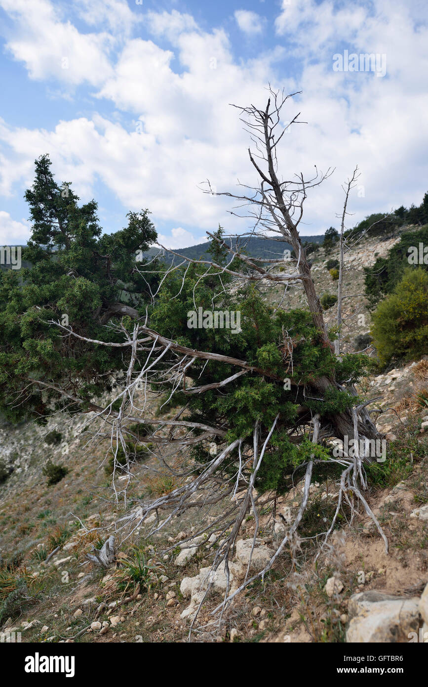 Phoenician Juniper - Juniperus phoenicea Trees at Akamas, Cyprus Stock ...