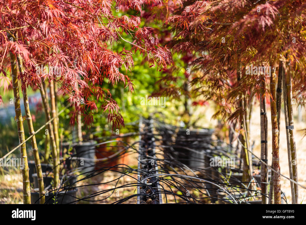 Nursery with ornamental red trees in a garden Stock Photo - Alamy