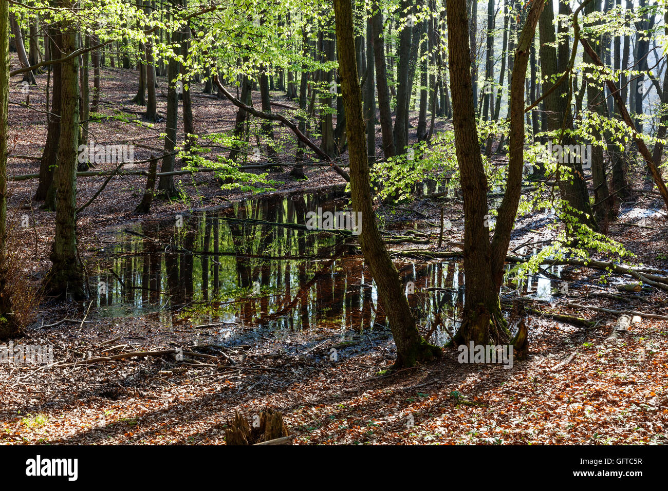 Trees Beech on Forest swamp, Warmia, Poland, Europe Stock Photo - Alamy