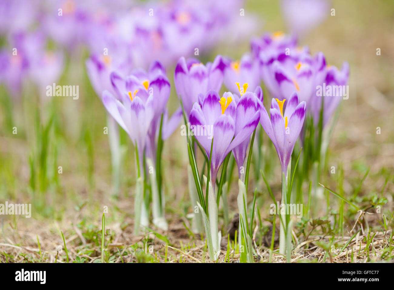 Beautiful crocus flowers during spring in polish Tatry mountains ...