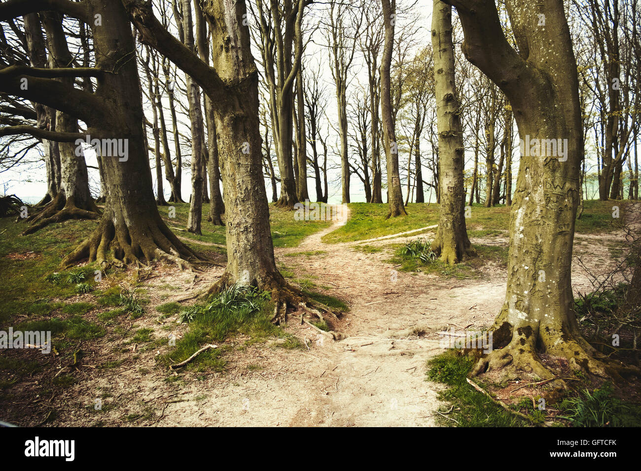 The ancient Ridgeway path through the county of Berkshire passing ...