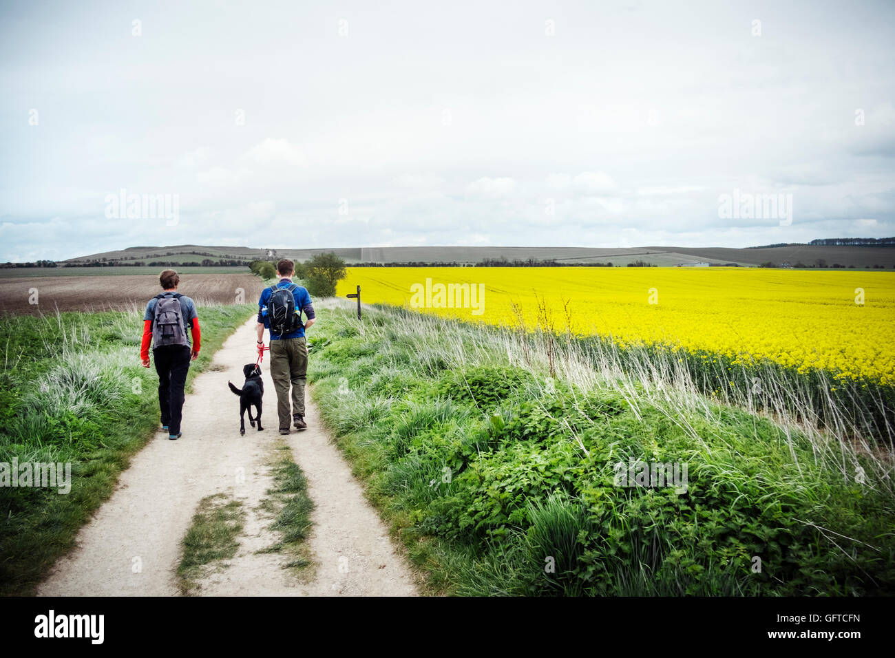 Walking along the ancient Ridgeway path through the county of Berkshire ...