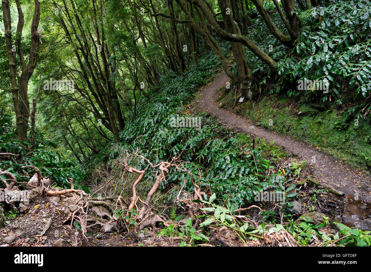 Faial da terra hi-res stock photography and images - Alamy