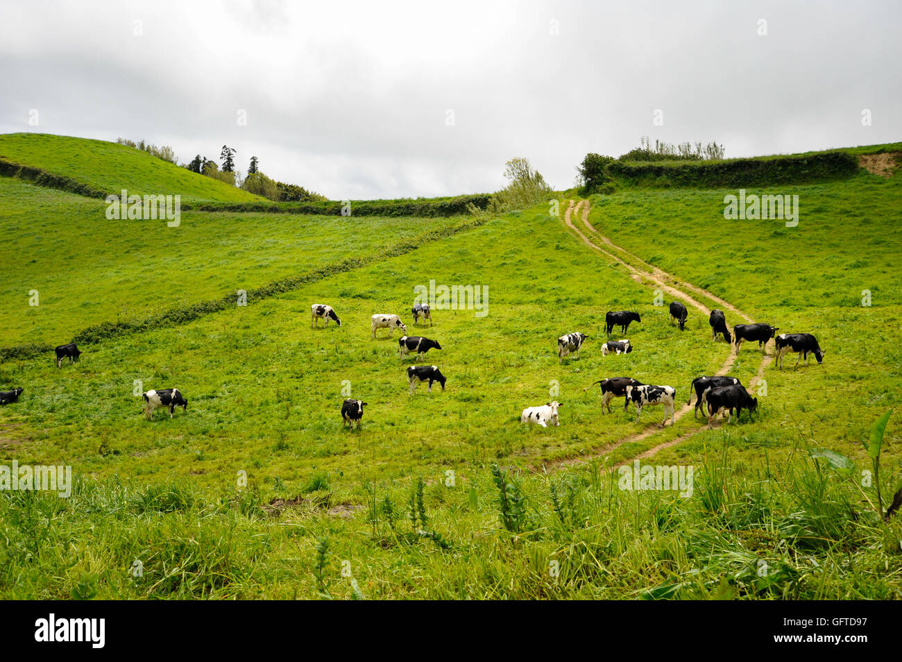 Meadow scene with grazing cows from Sao Miguel Island of Azores ...