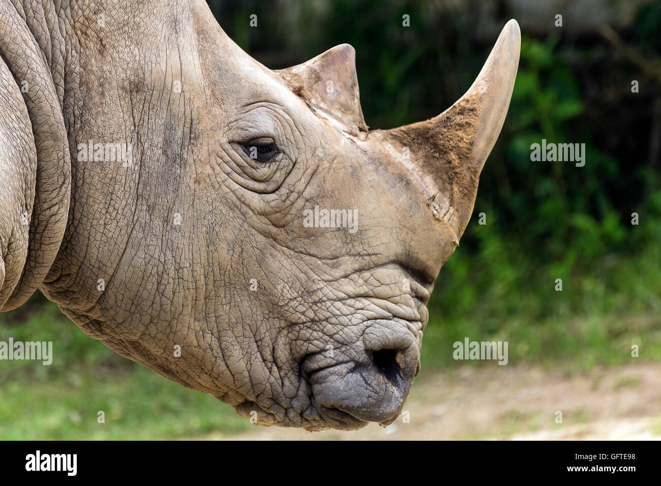 Header image of two rhinoceros horn Stock Photo - Alamy