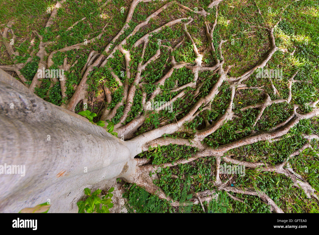 Tree roots hi-res stock photography and images - Alamy