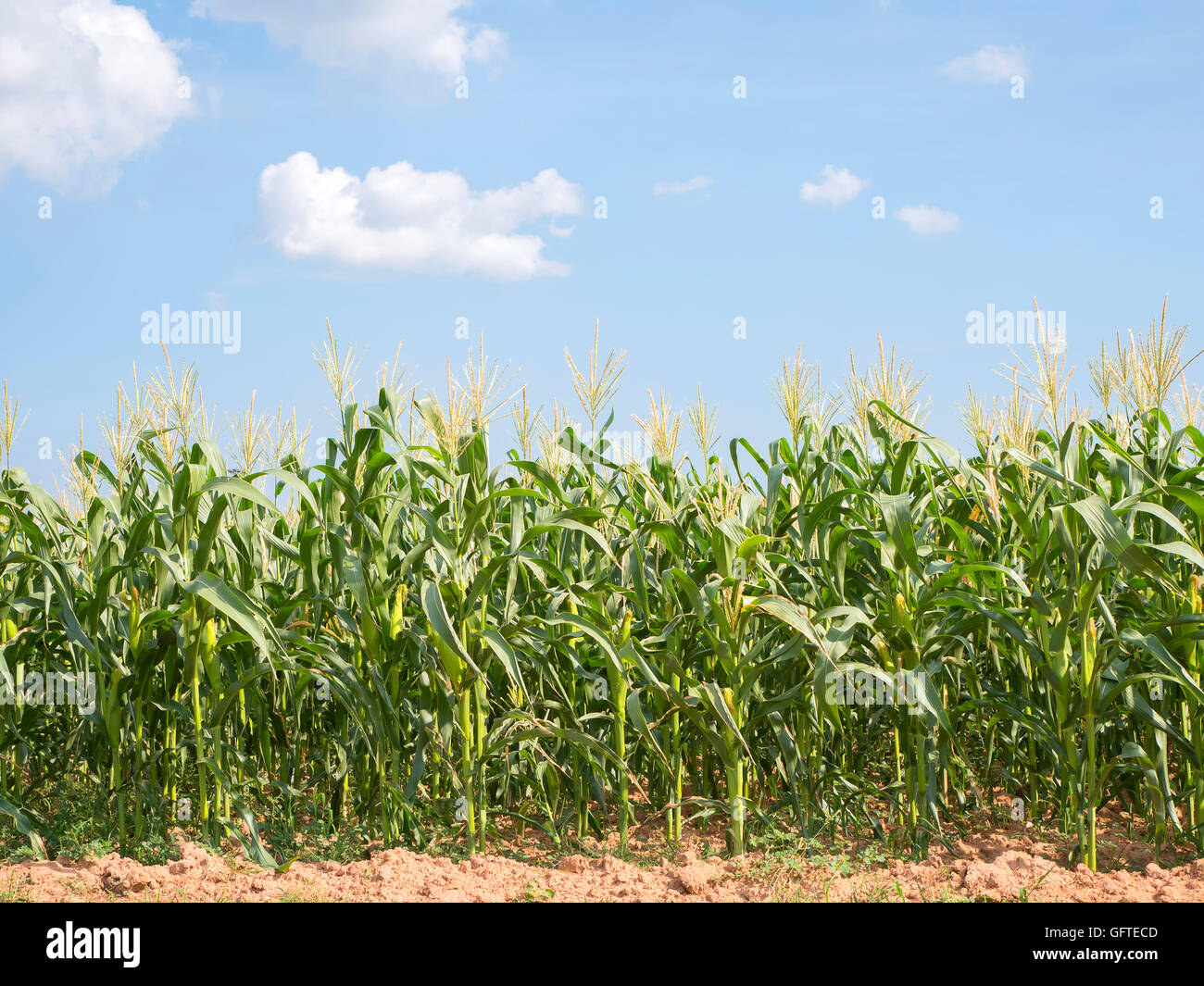 Field corn hi-res stock photography and images - Alamy