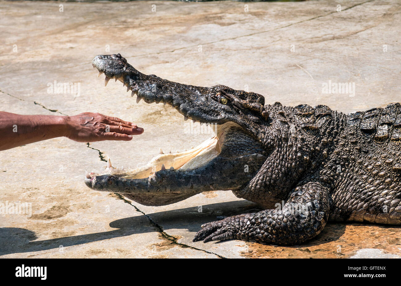 Samutprakarn crocodile farm and zoo hi-res stock photography and images ...
