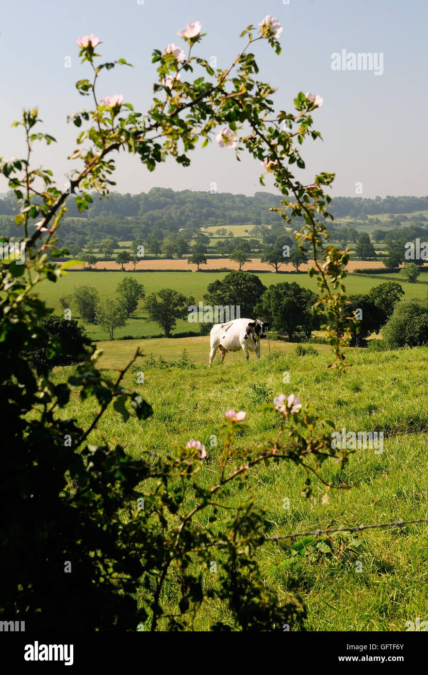 A cow framed by a rambling rose Stock Photo - Alamy