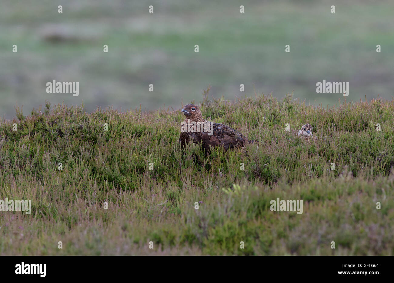 Grouse chick hi-res stock photography and images - Alamy