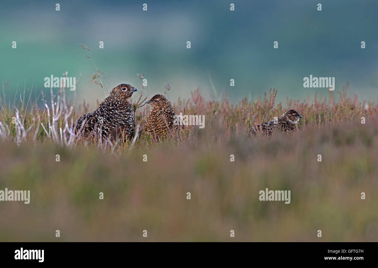 Female Red Grouse - Lagopus lagopus scotica with Chicks Stock Photo - Alamy