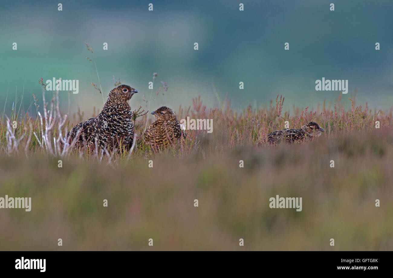 Female Red Grouse - Lagopus lagopus scotica with her chicks. Uk Stock ...