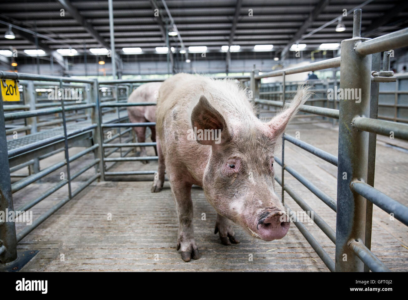 Sheep cot hi-res stock photography and images - Alamy