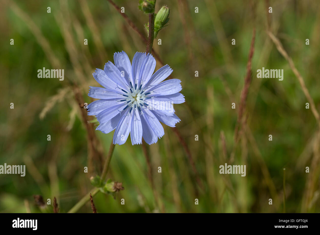 Blue flower head hi-res stock photography and images - Alamy